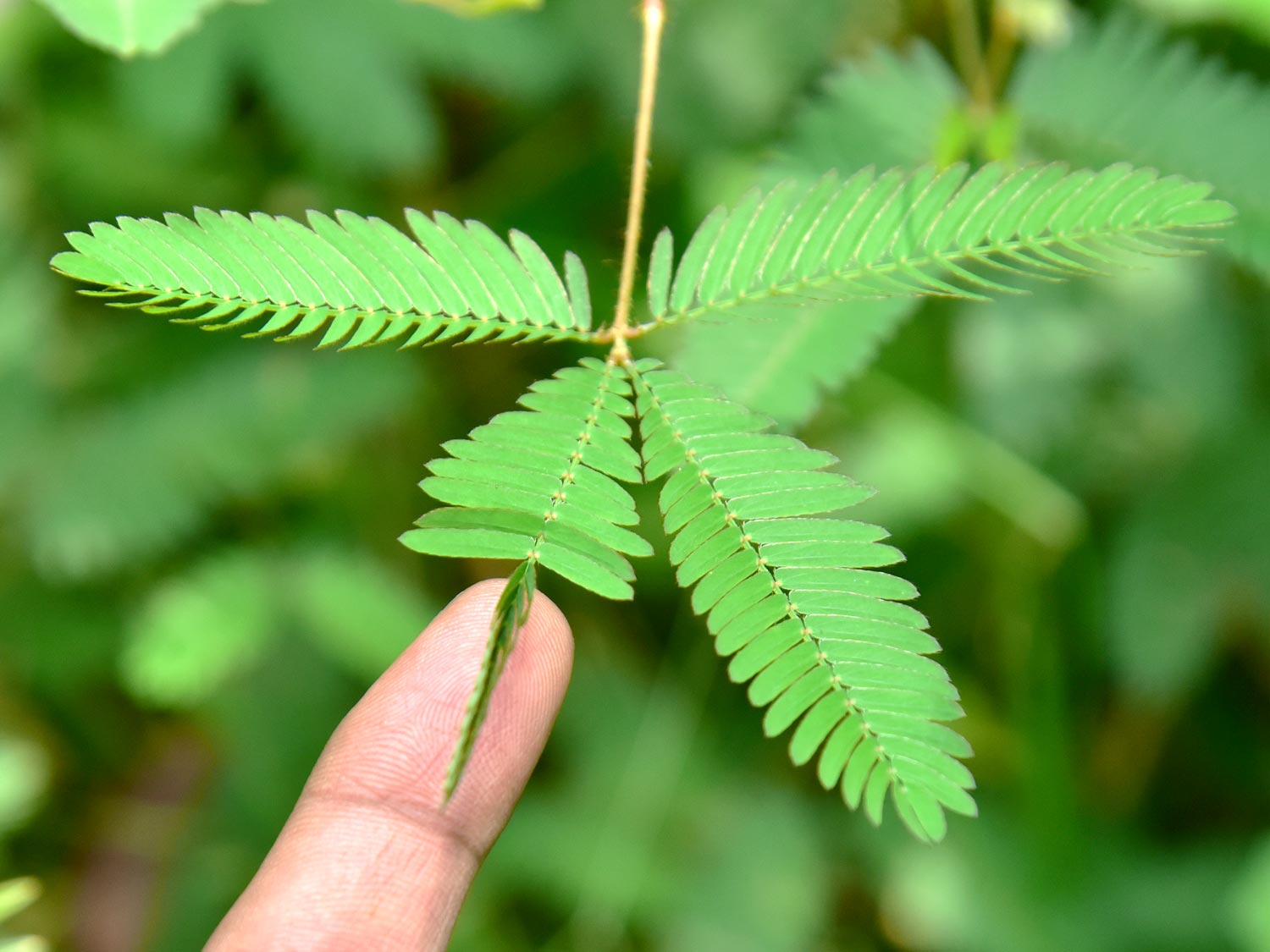 Plant Perception